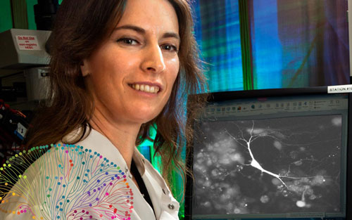 Delving into the best of both worlds with Shani Stern - Inside Salk