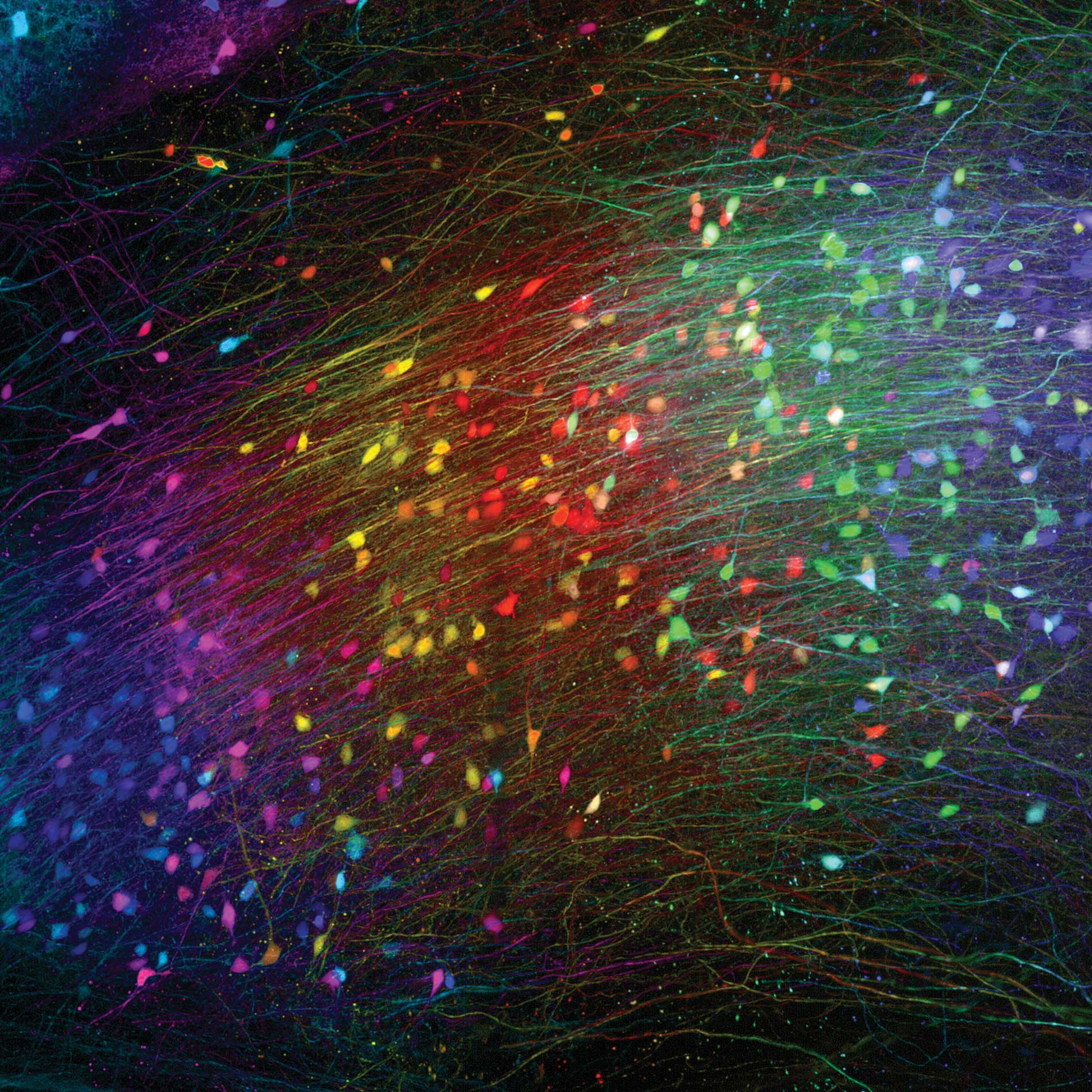 Multidimensional Neural Networks - Inside Salk