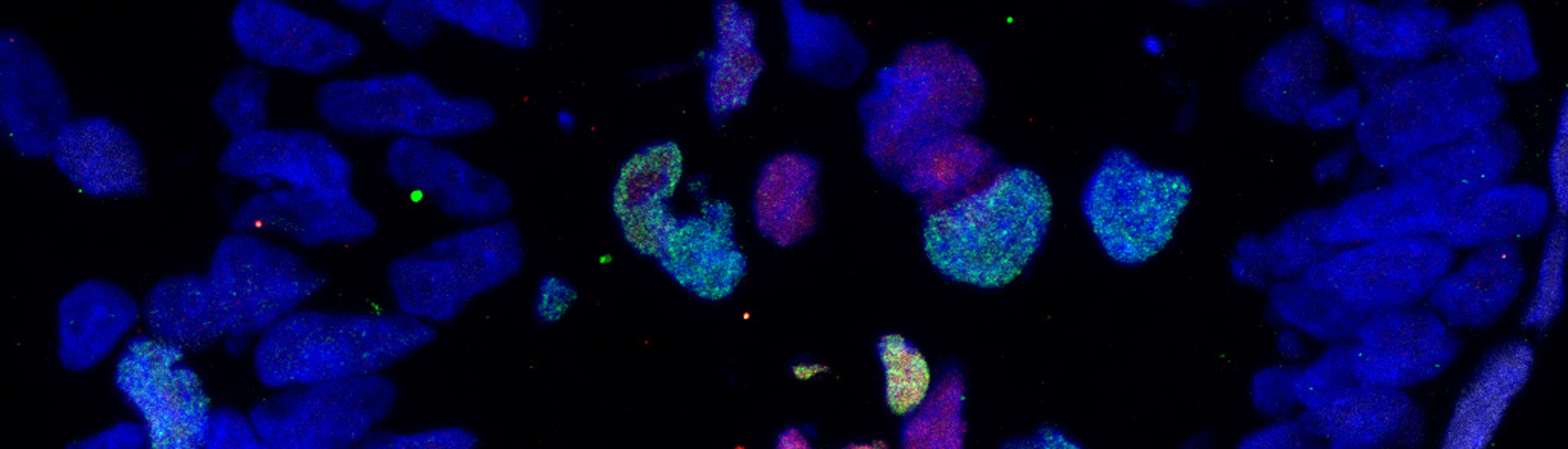 Understanding early cell development - Inside Salk