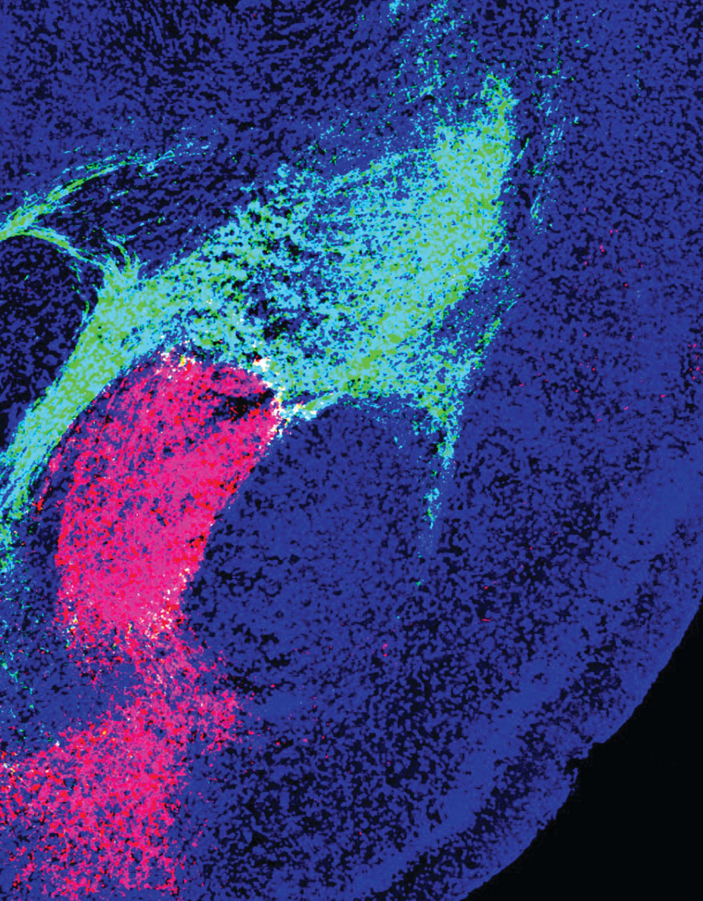 Resolution - Inside Salk